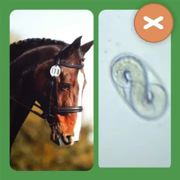 Wildwood Worm Counts | Horse / Equine Worm Count